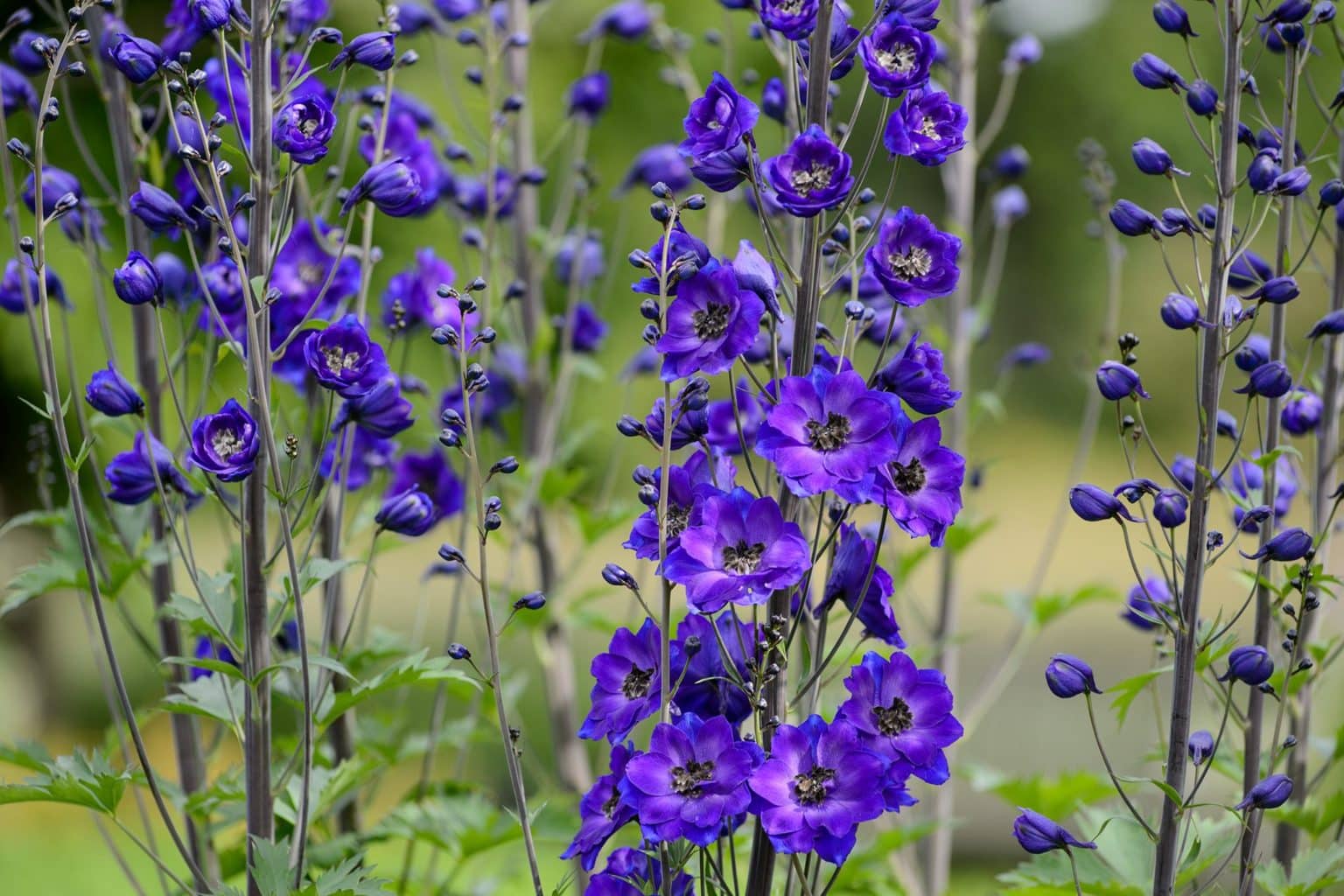 (Heavenly) Hellstrip Landscaping Ideas & Planting Designs | Yardzen