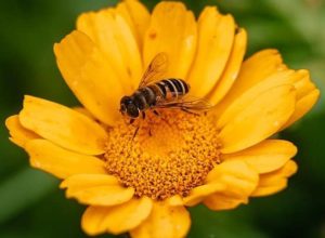 Pollinator Garden Design for Beginners