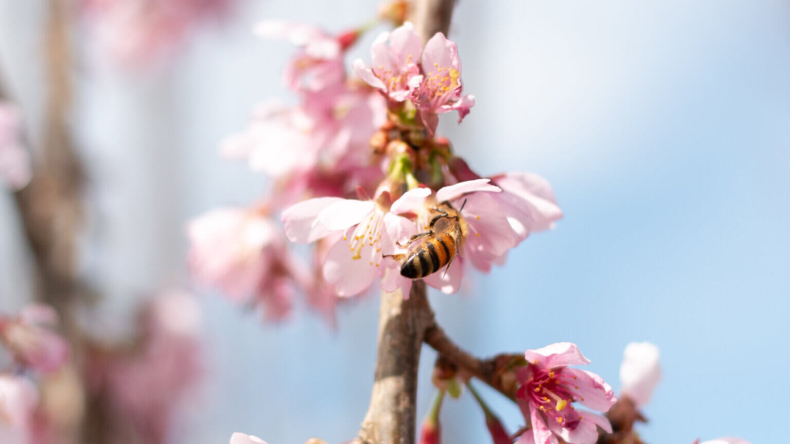 Pollinator Garden Design for Beginners