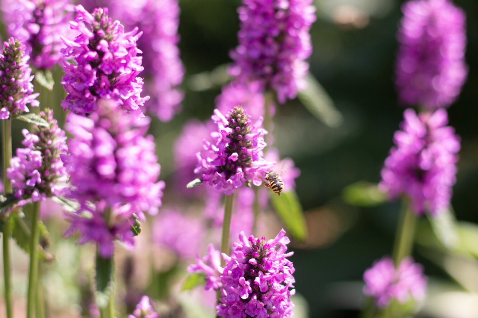 Pollinator Garden Design for Beginners