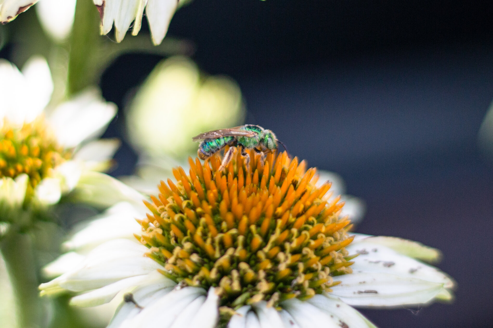 Pollinator Garden Design for Beginners