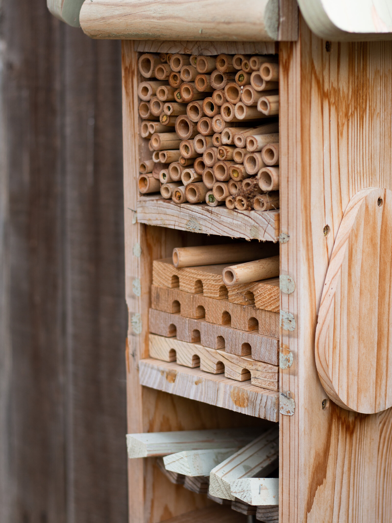 Pollinator Garden Design for Beginners