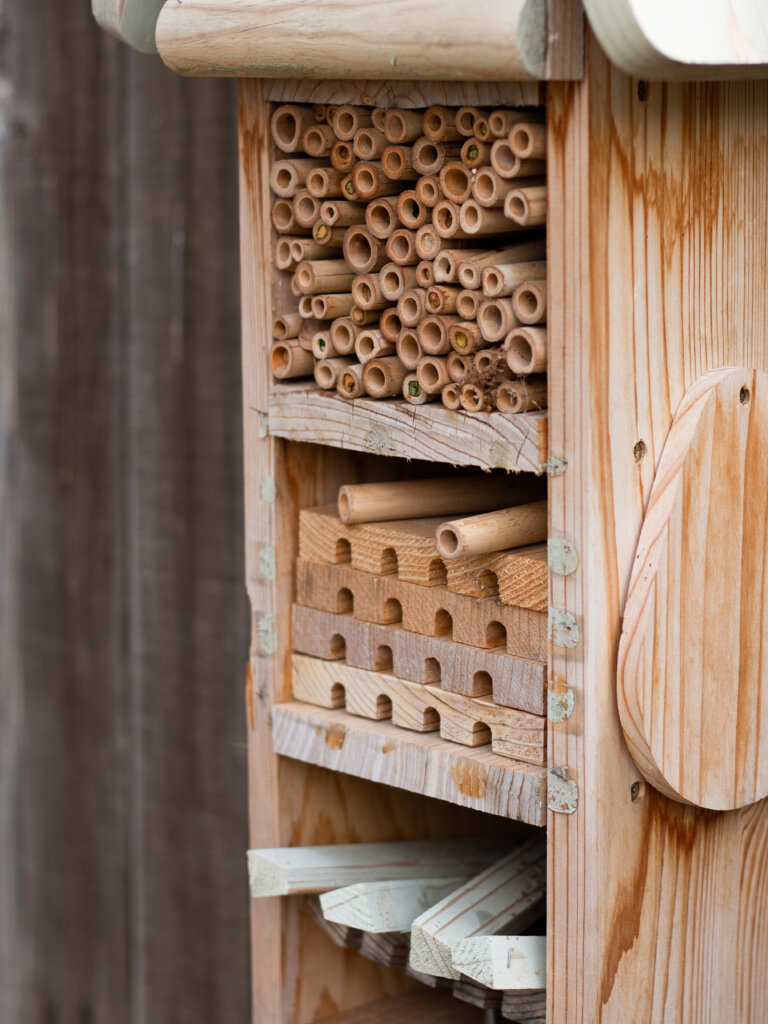 Pollinator Garden Design for Beginners