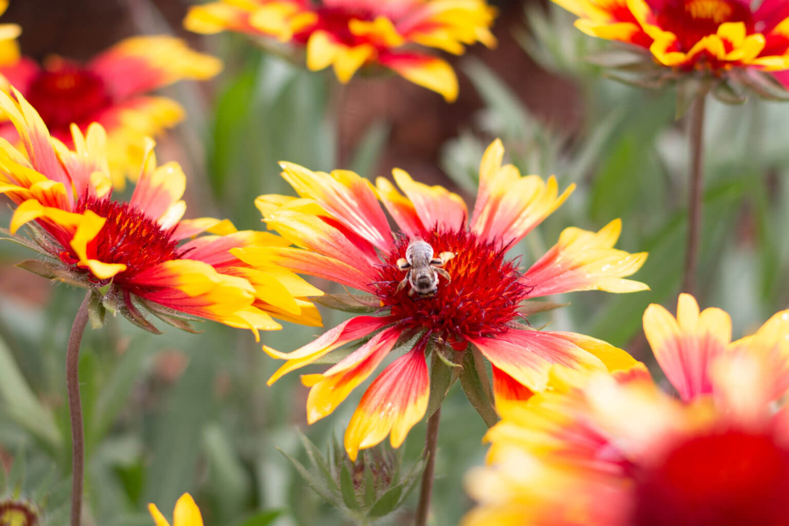 Pollinator Garden Design for Beginners
