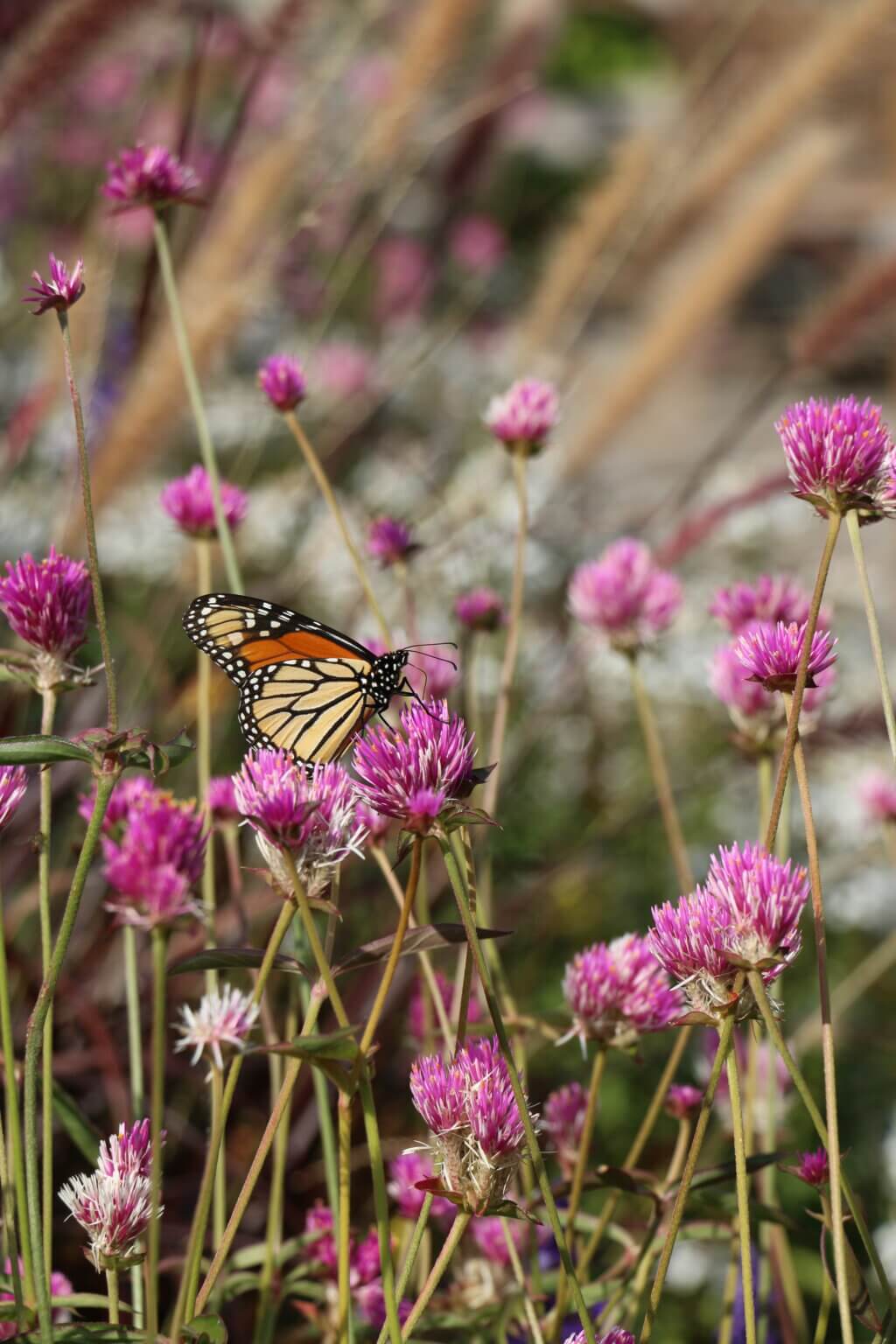 Pollinator Garden Design for Beginners