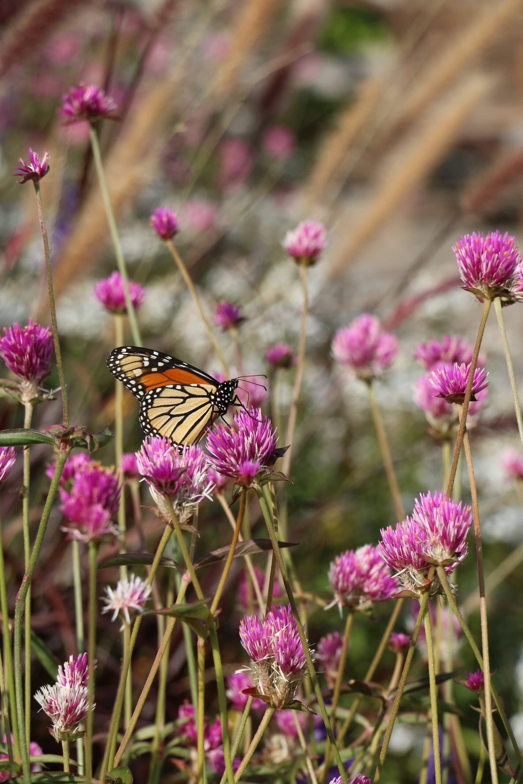 Pollinator Garden Design for Beginners