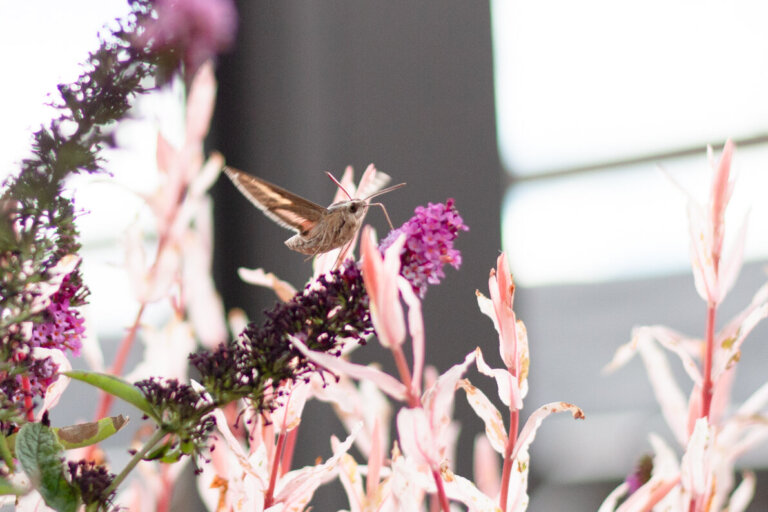 Pollinator Garden Design for Beginners