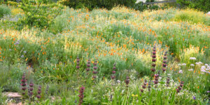 Guide to Meadowscaping (and Gorgeous Landscaping Examples) | Yardzen
